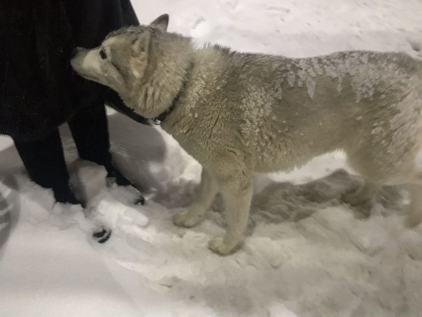 Найдена собака хаски