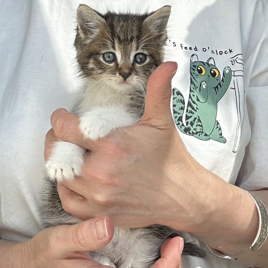 Котёнок Капо ищет хозяина