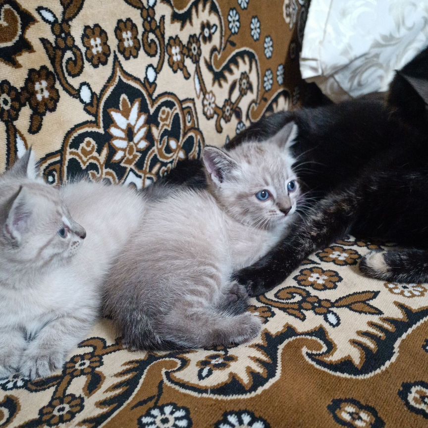 Котята в добрые руки, мальчик и девочка,1.5 м