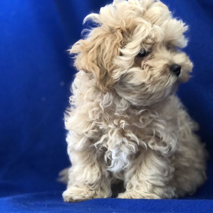 Мальтипу f1 мальчик