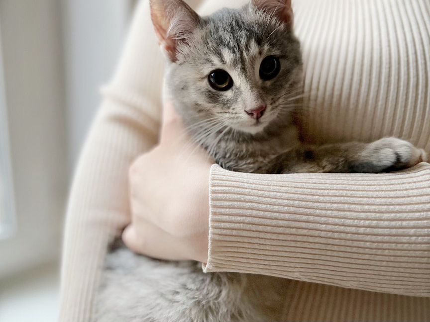 Спасенный котенок в добрые руки