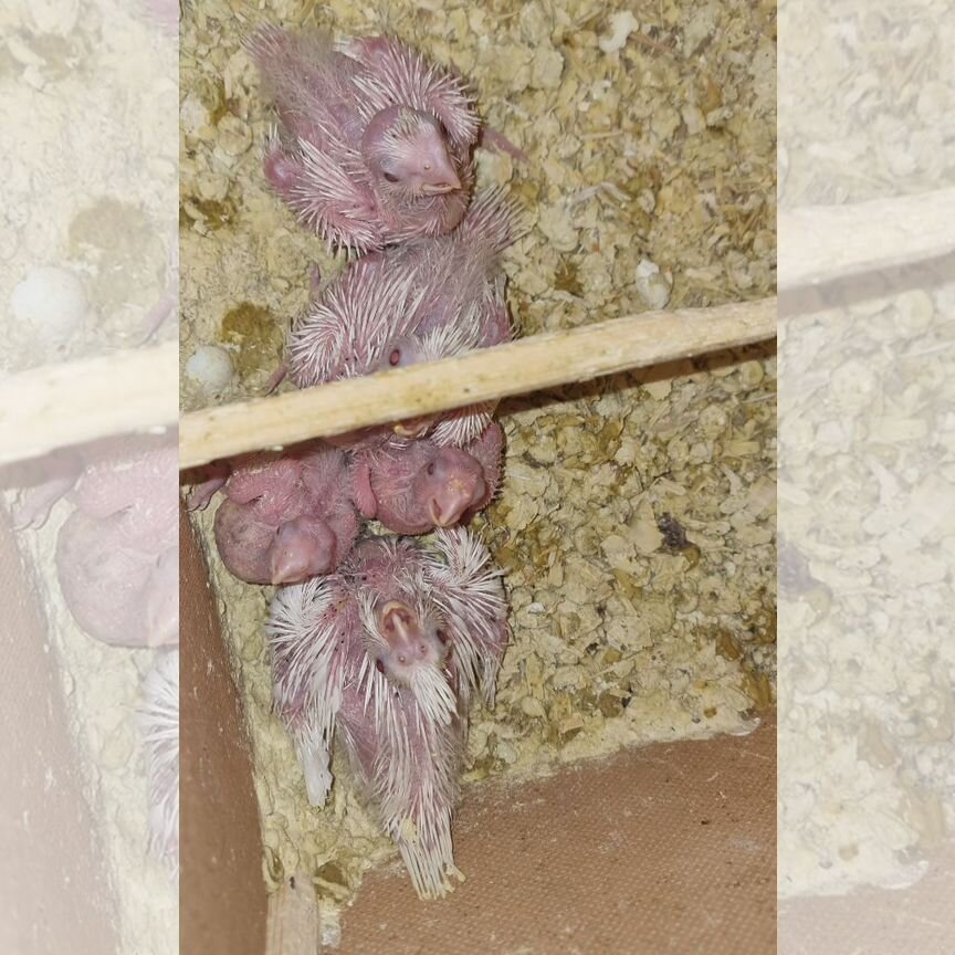 Попугай корелла птенецы