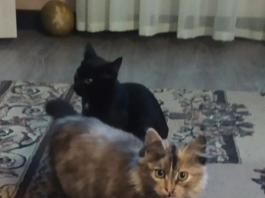 Котята в добрые руки