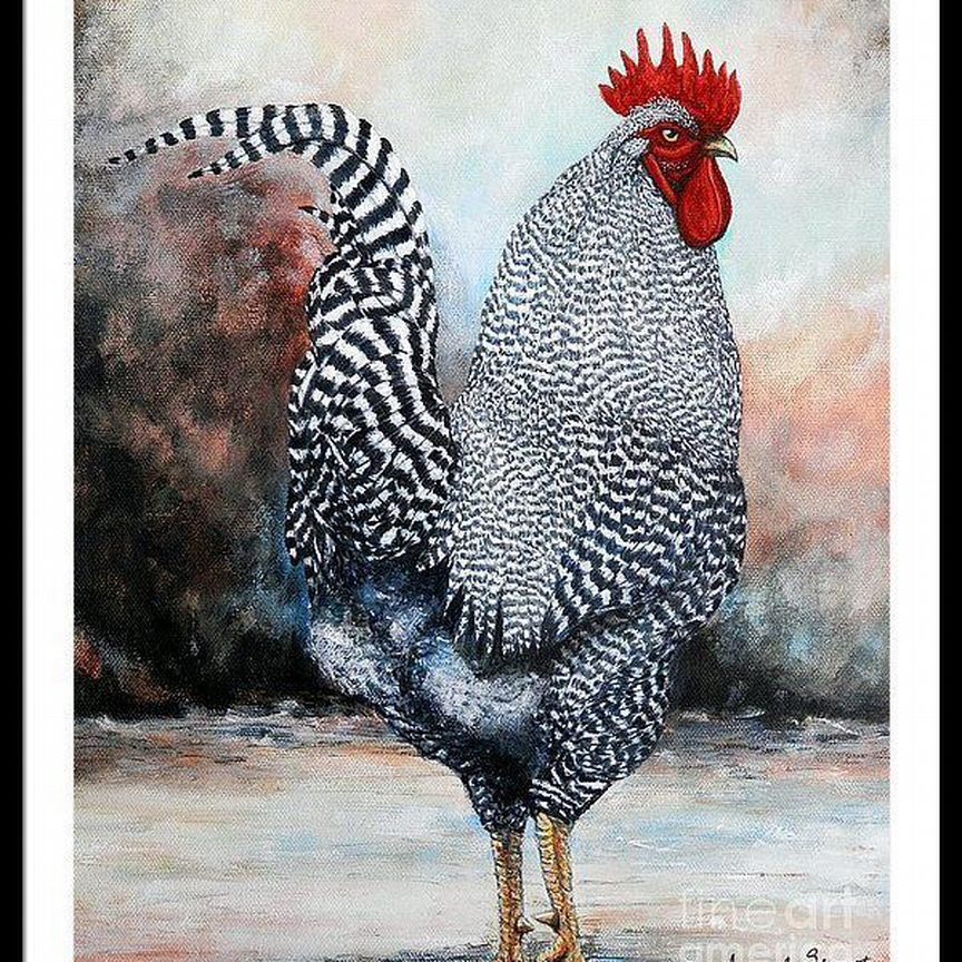 Петух продажа обмен