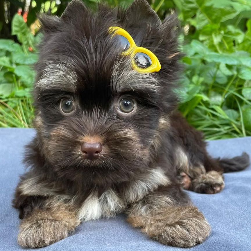 Шоколадная девочка