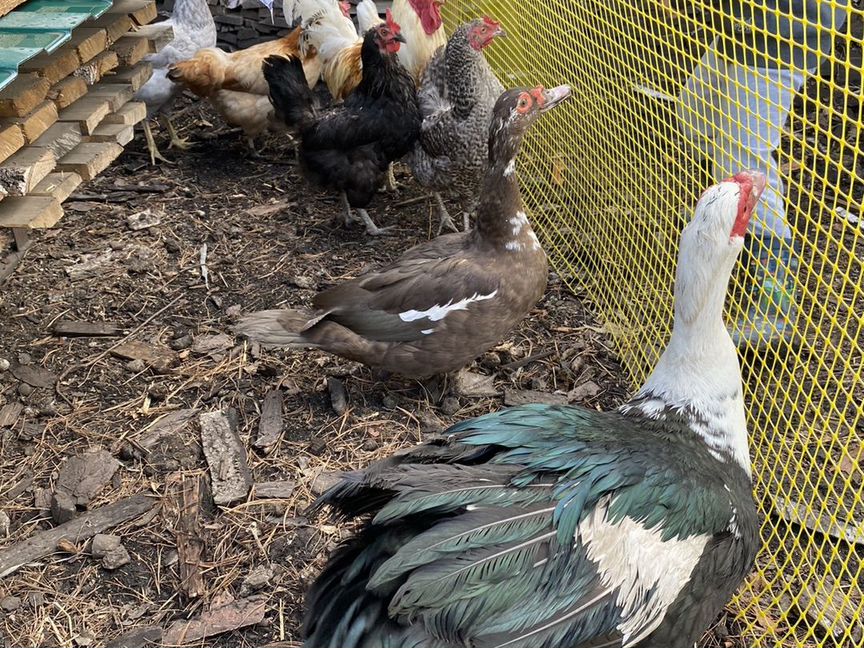 Индоутки (семья)