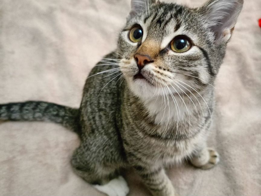 Отдам котëнка в добрые руки 5 месяцев. Мальчик