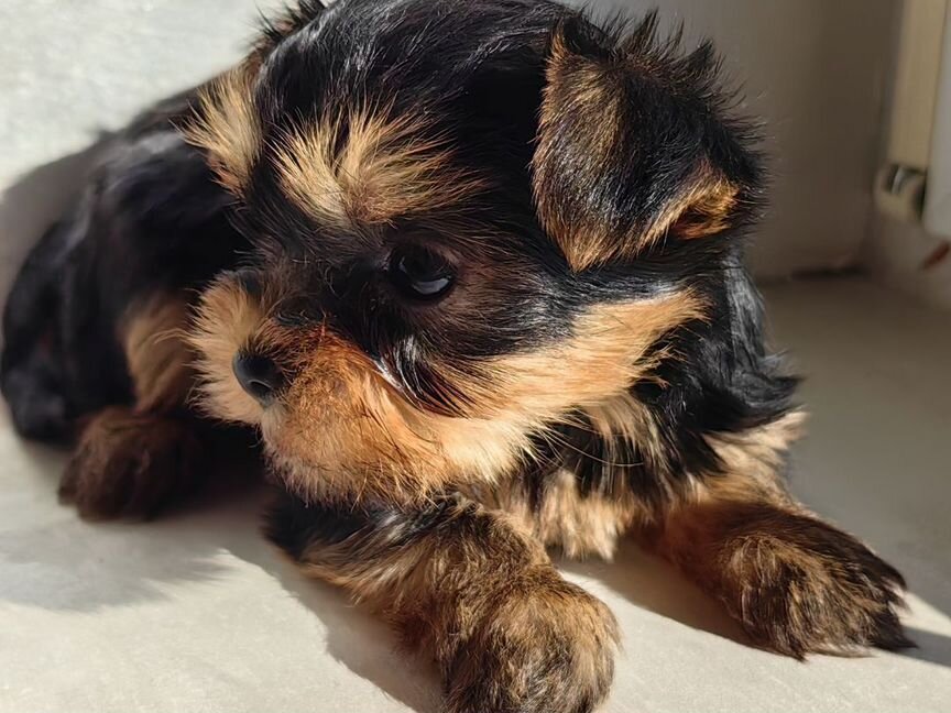 Йоркширский терьер девочка