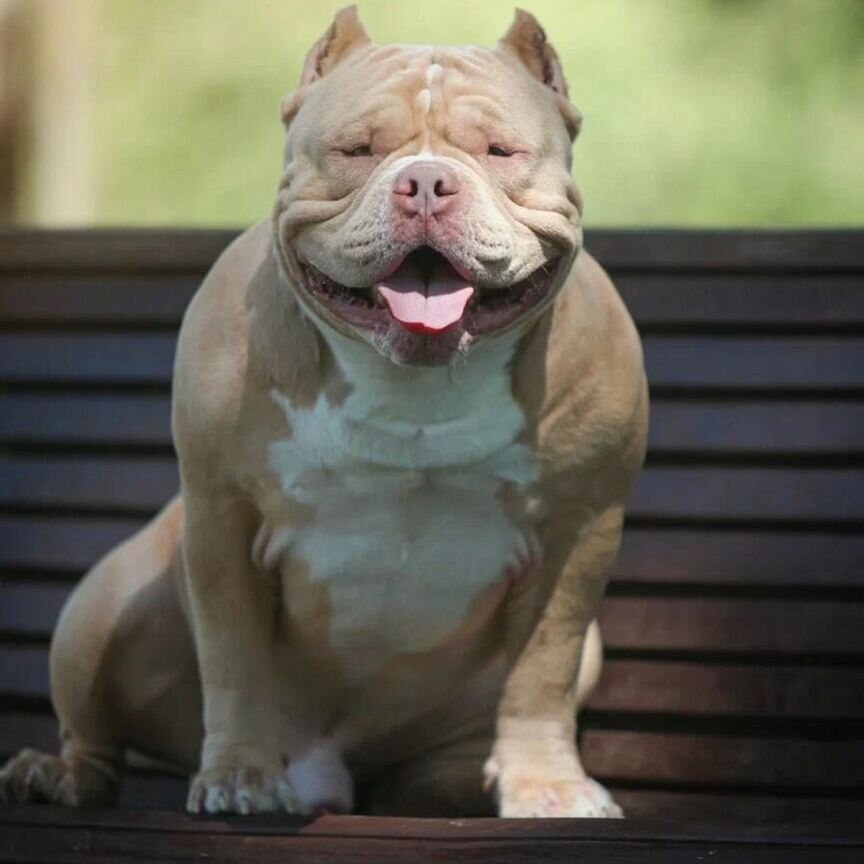 Щенки американские булли покет-стандарт