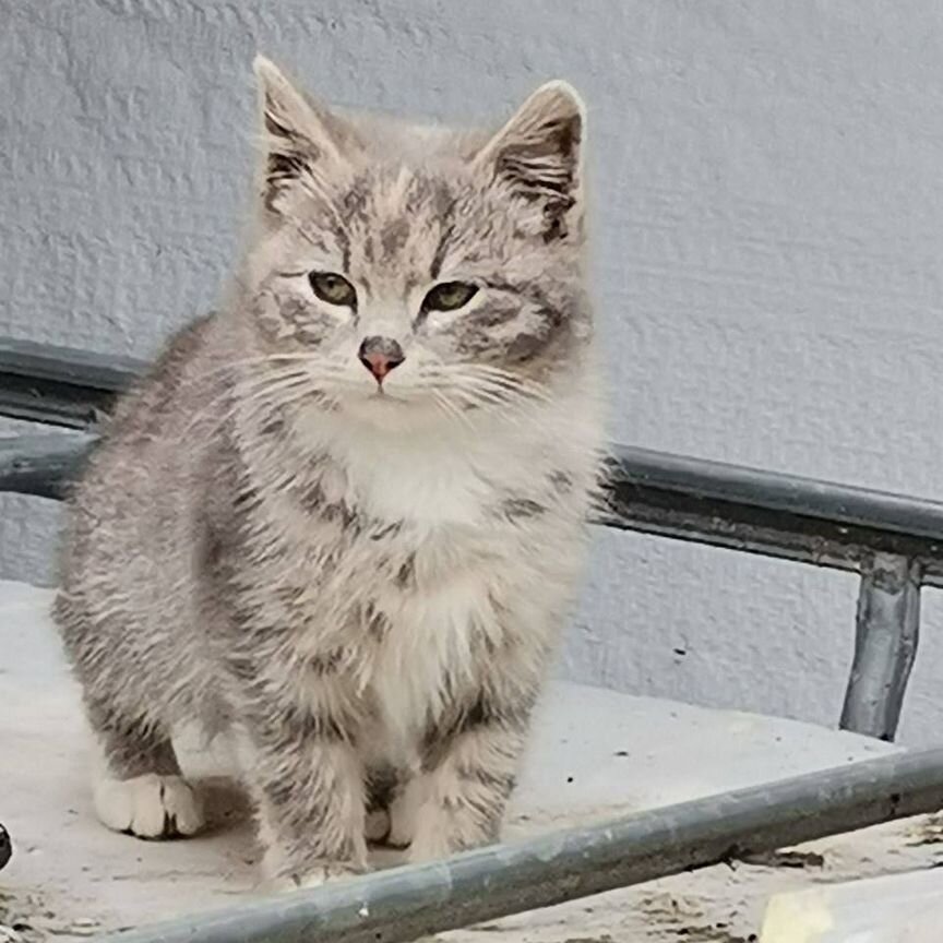Котенок ищет дом