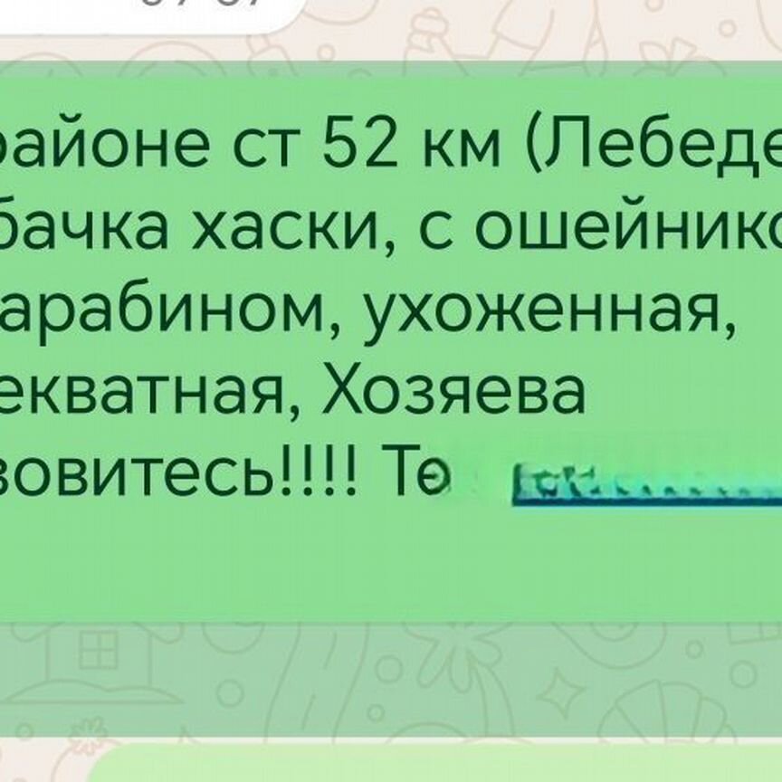 Ищем хозяев собачки