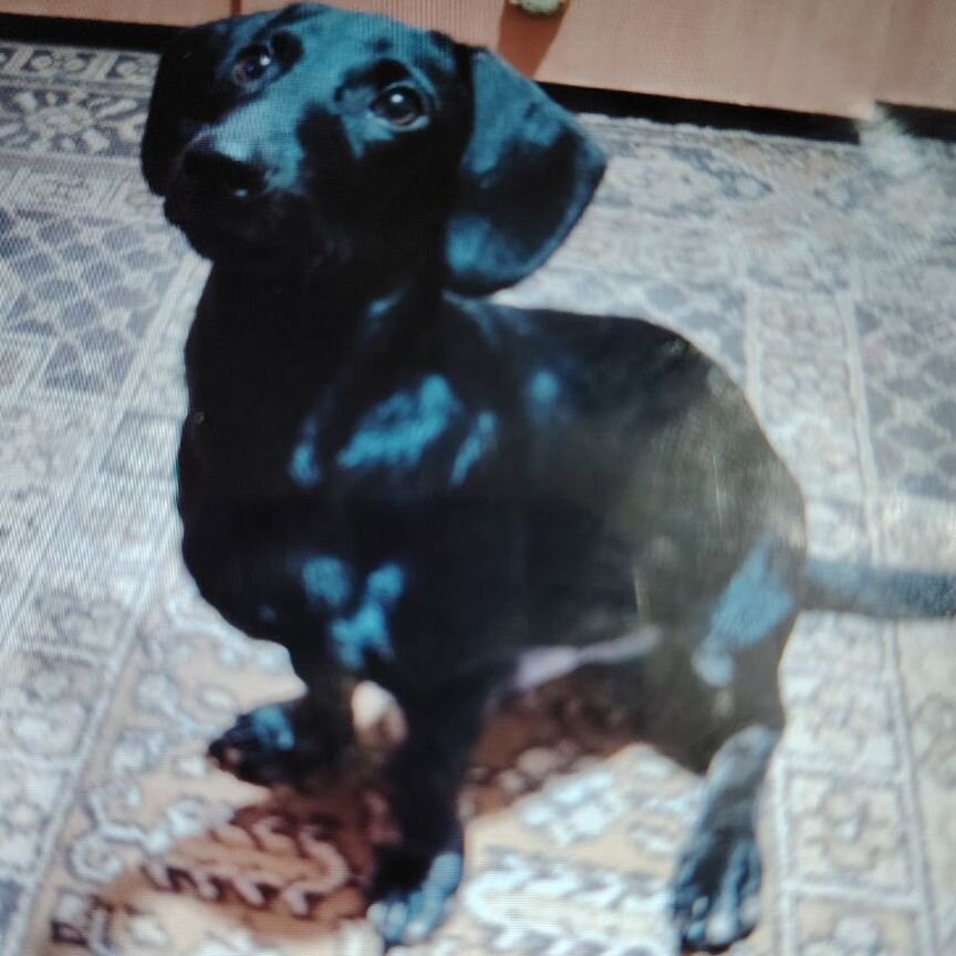 Такса, щенок