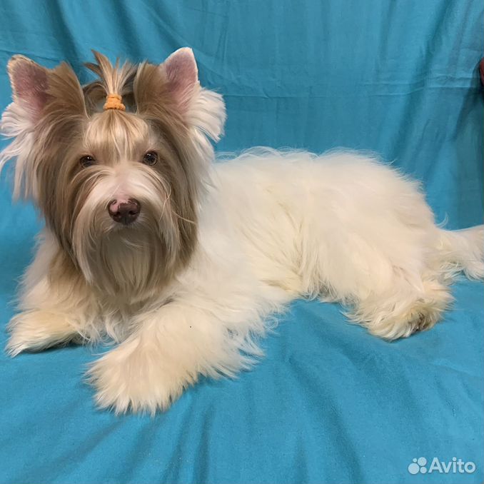 Йоркширский терьер шокоберри мерле биро бивер