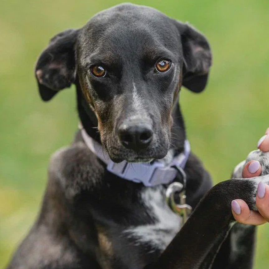 Английский пойнтер, щенок