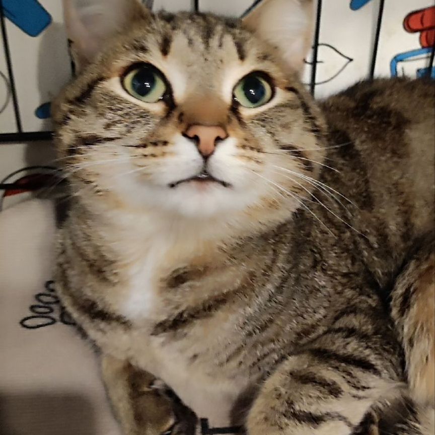 Взрослый кот в добрые руки