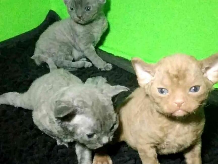 Котята девон-рекс