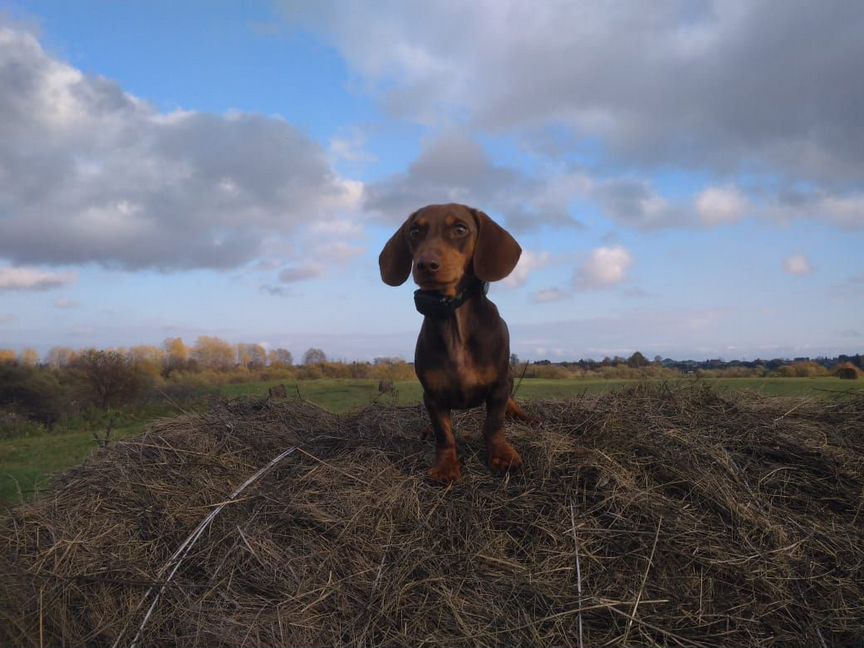 Собака в добрые руки отдам бесплатно