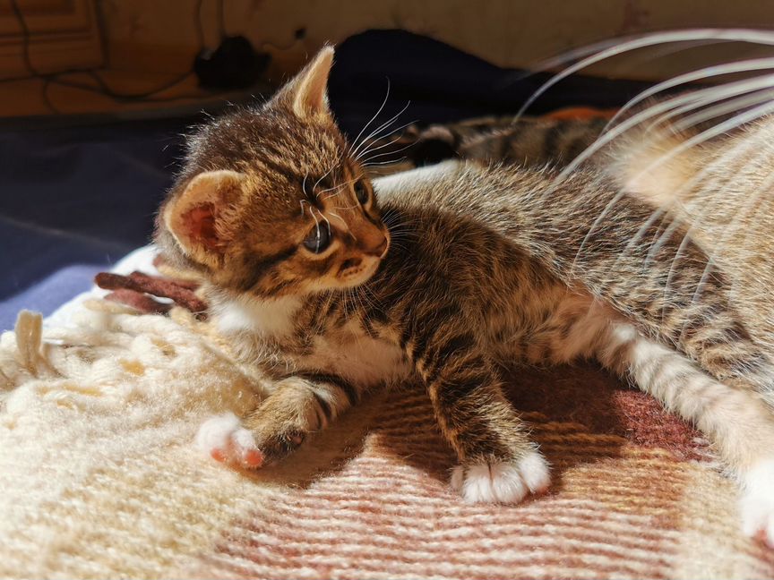 Кошка