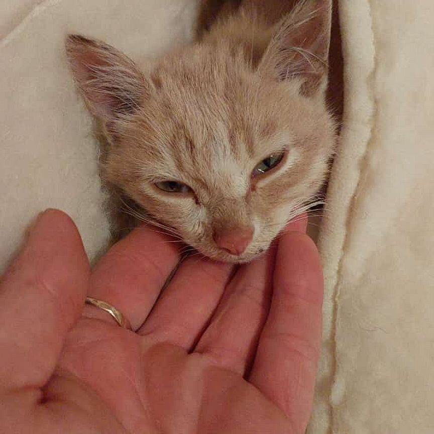 Рыжему котенку нужен дом