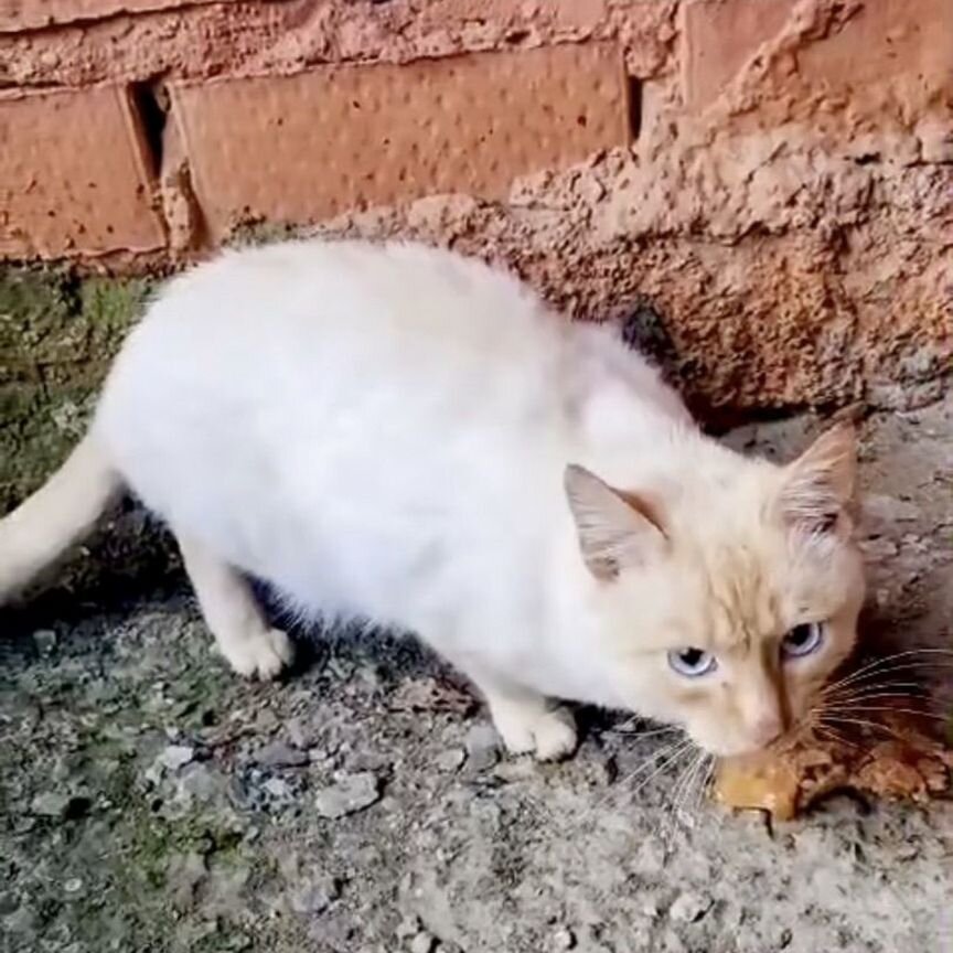 Котик побирается на улице