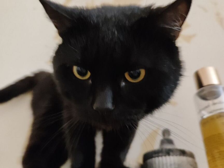 Шотландский кот страйт