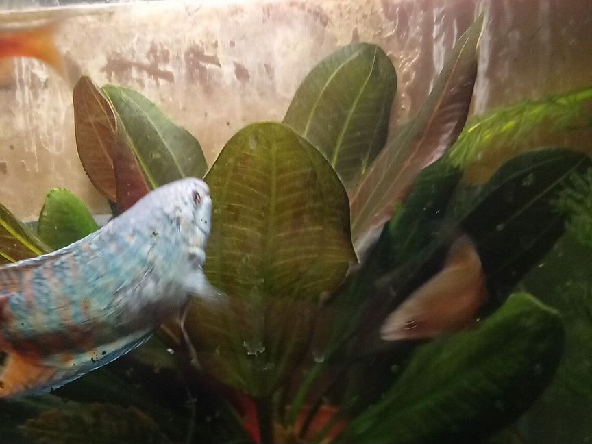 Эхинодорус хади красный жемчуг