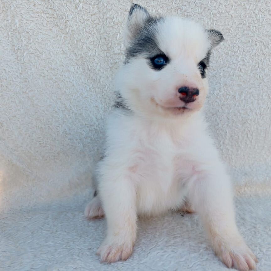 Красавцы щенки Хаски