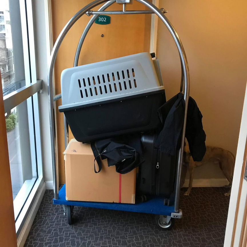 Авиапереноска для собак