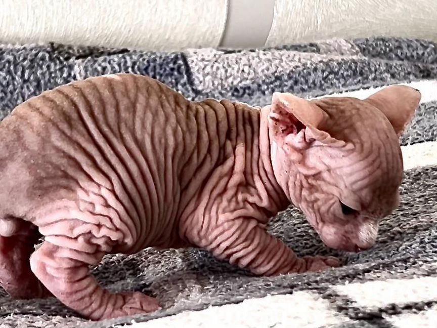 Канадский сфинкс котята