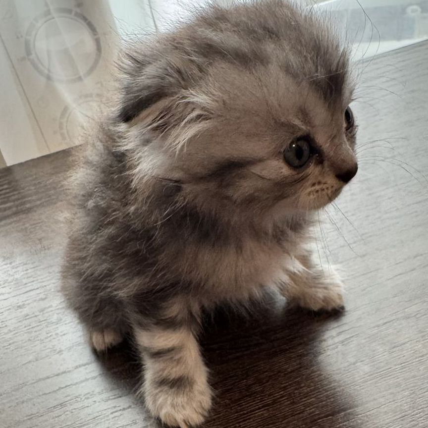 Мейн-кун котёнок