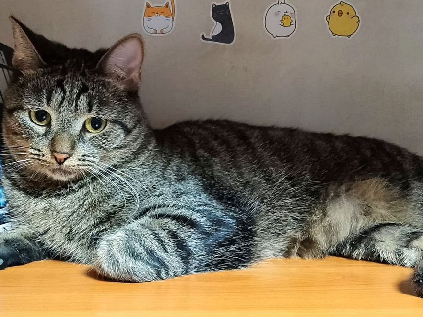 Котишка в добрые руки