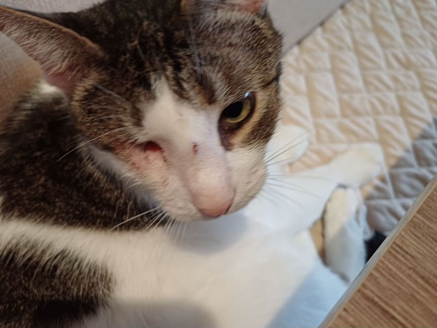 Котик в добрые руки