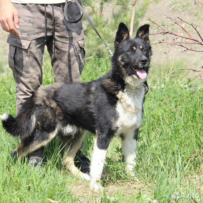 Шикарный пёс Пират