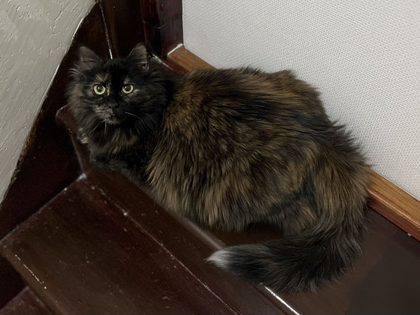 Кошка