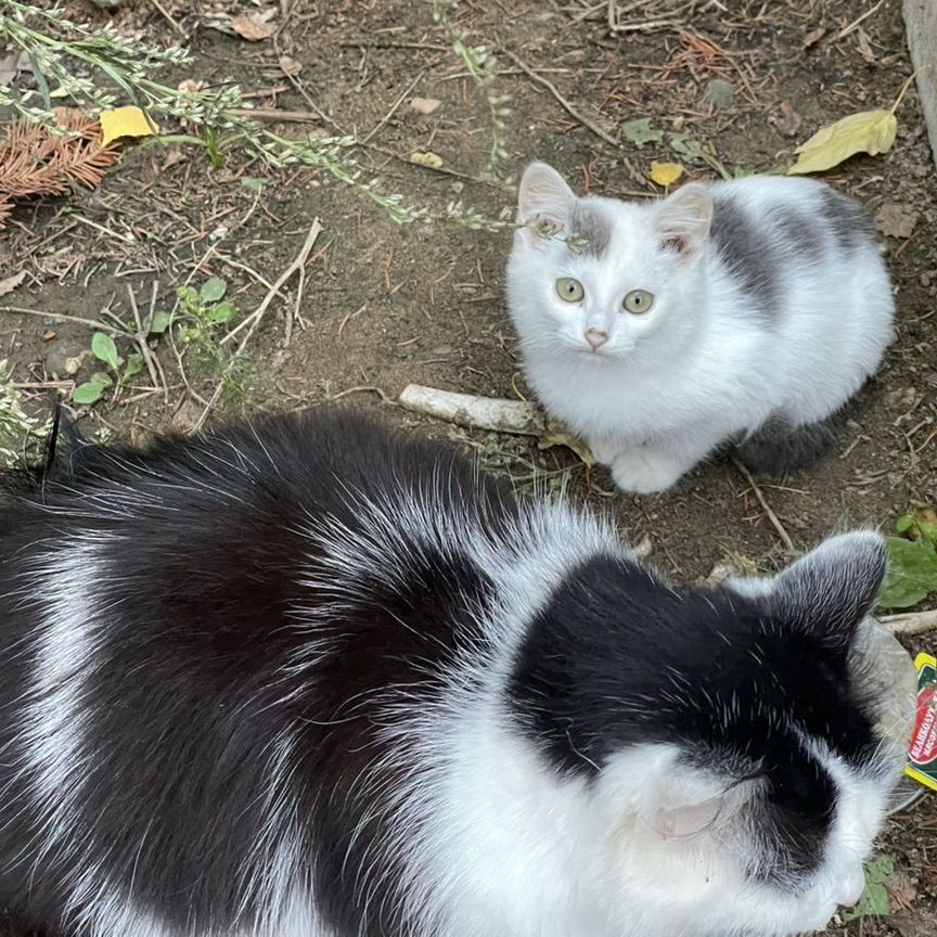 Котята
