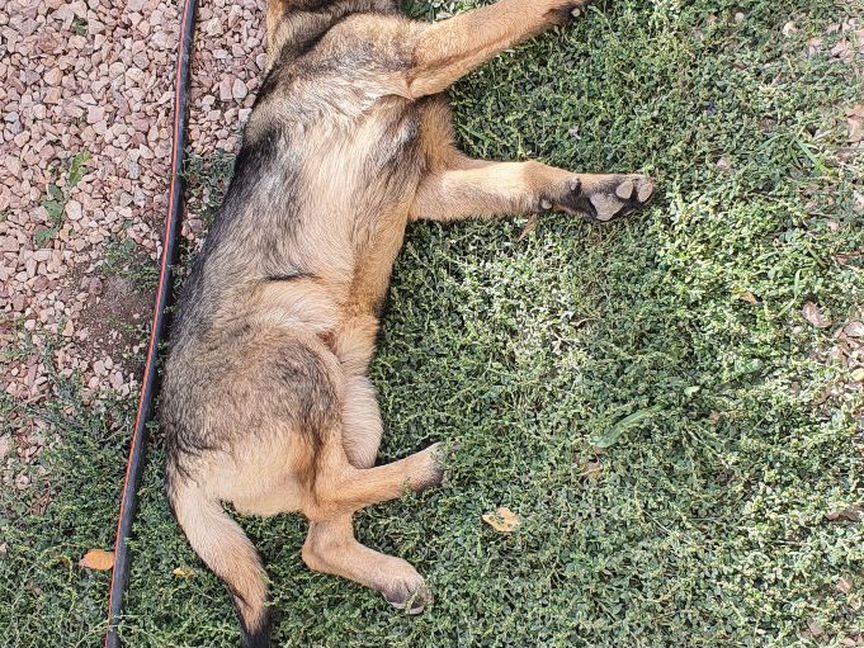 Отдам бесплатно собаку