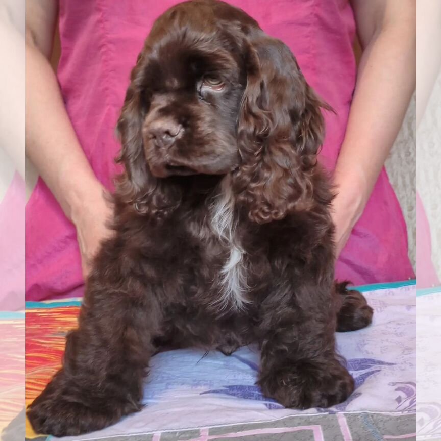 Американский кокер-спаниель, щенок