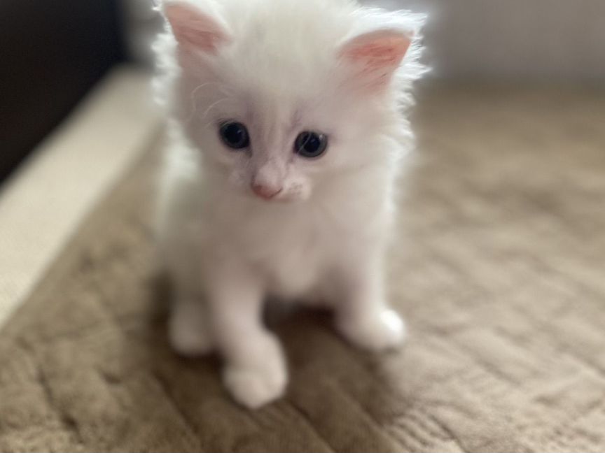 Котята турецкой ангоры