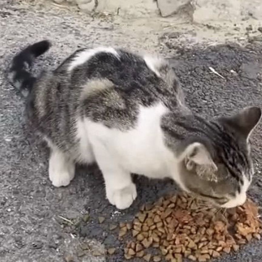 Котенок замерзает на улице. Кто может спасите