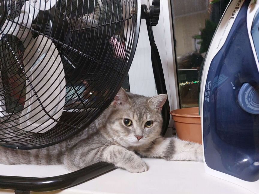 Шотландский кот вязка