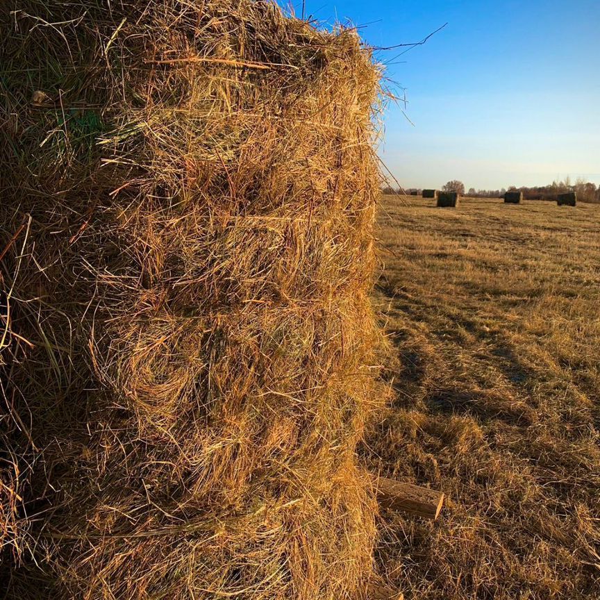 Продажа сено