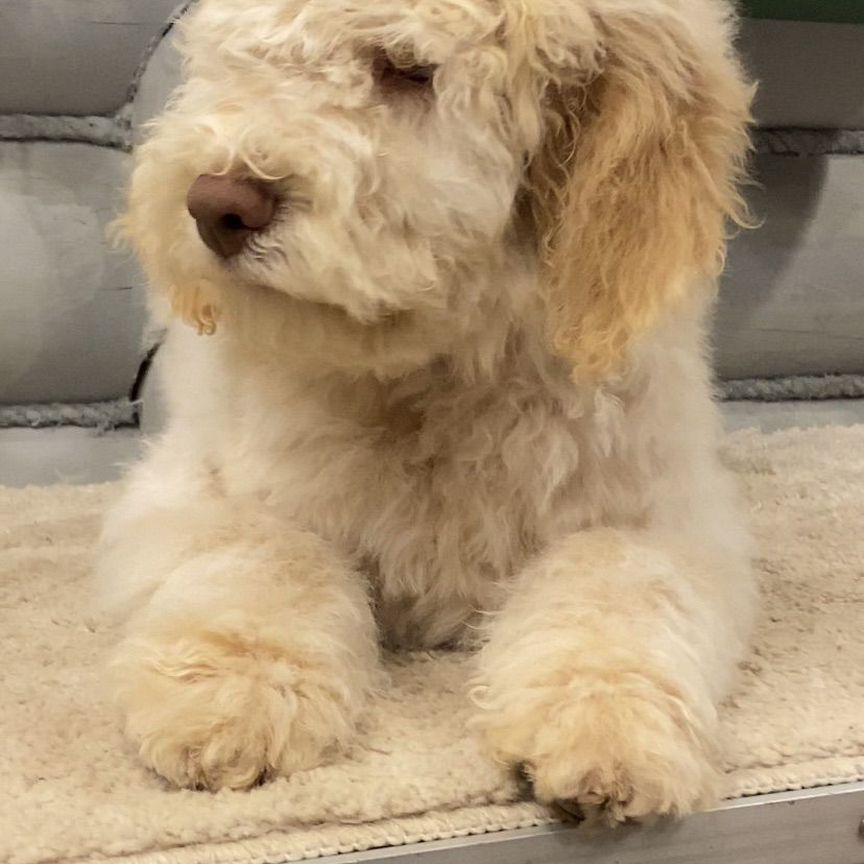 Лаготто романьоло мальчик