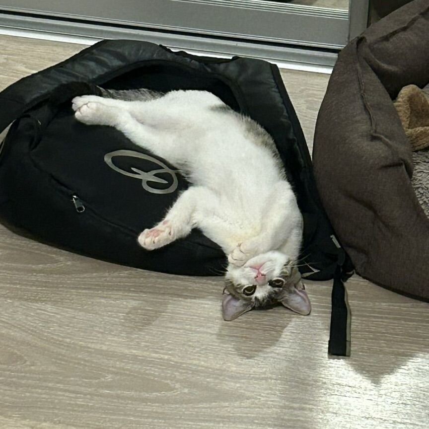 Котенок 4 месяца (мальчик, кастрирован)
