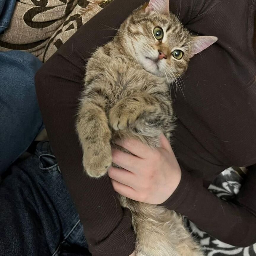 Кошечка подросток