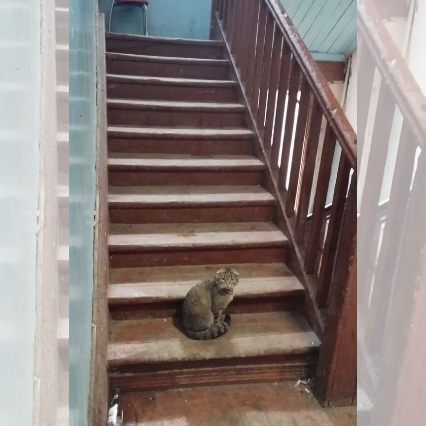 Шотландский вислоухий короткошёрстный, взрослый кот