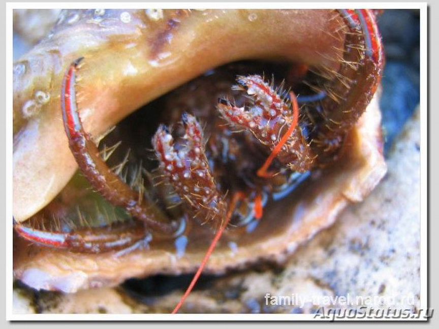 Раки отшельники для морского аквариума