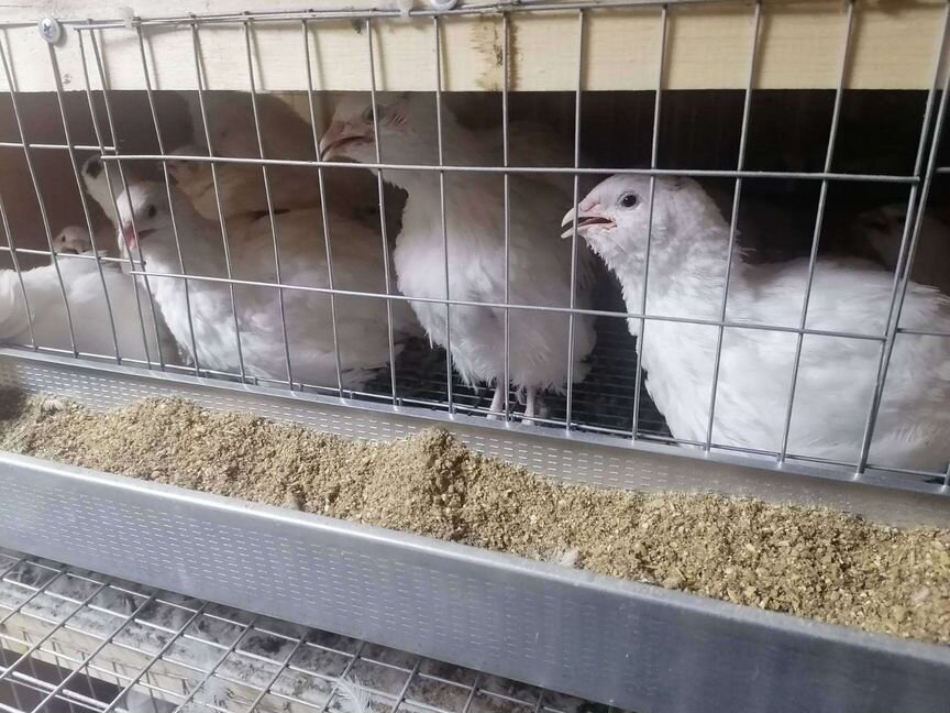 Перепела продажа