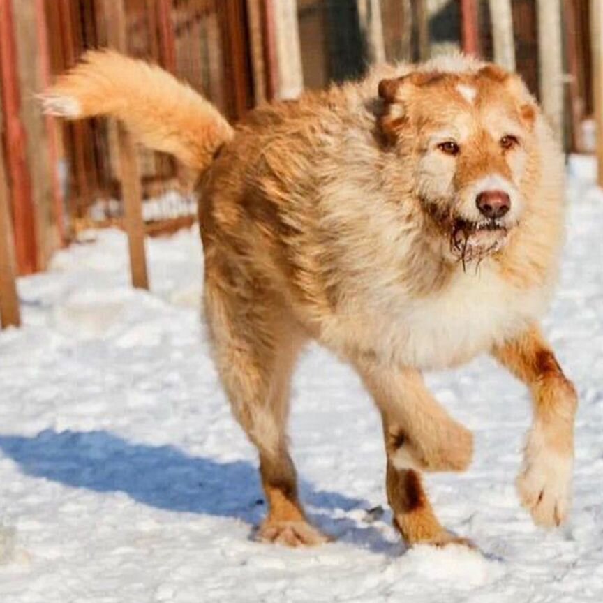 Взрослый пёс в добрые руки