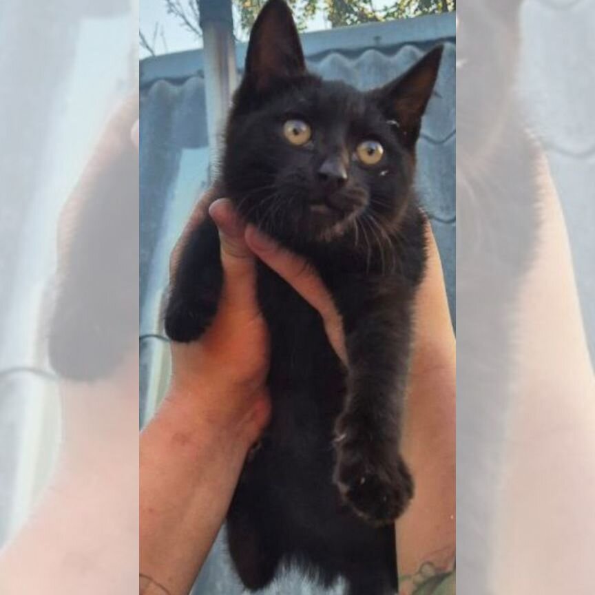 Котёнок Андрюшка, 1,5 месяца
