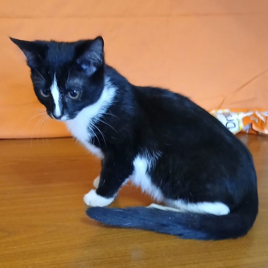 Котёнок в добрые руки